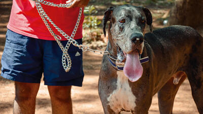 Gran Danés: Características y Recomendaciones | Razas de Perros – Tierragro