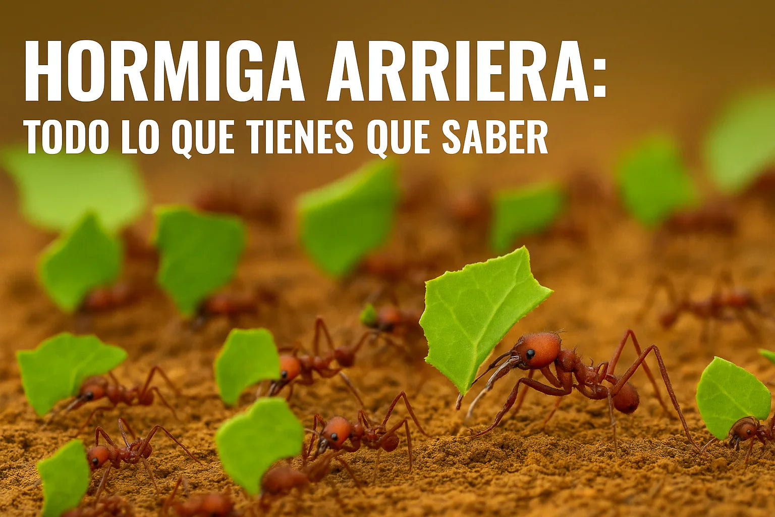Hormiga Arriera: Control efectivo con soluciones biológicas y químicas ...