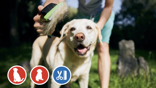 Como Limpiar Caca En El Pelo De Un Perro