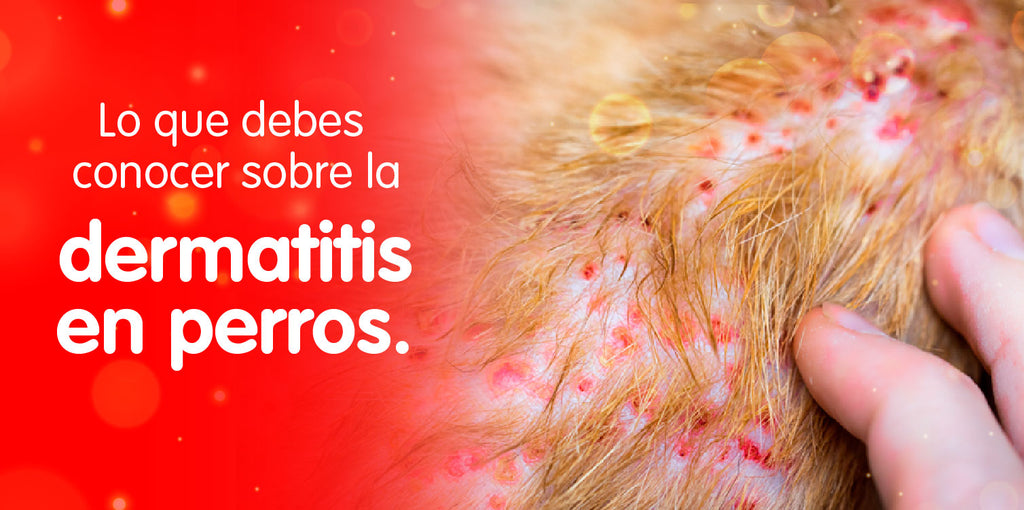 Dermatitis en Perros - Todo sobre la Dermatitis en Perros – Tierragro
