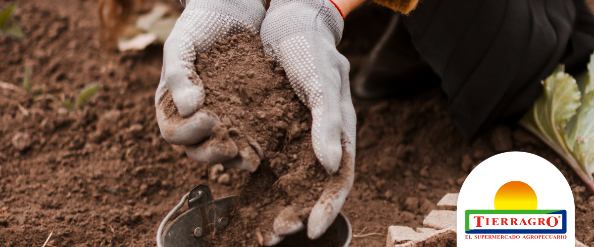 Conoce los sorprendentes usos que puede tener la boñiga de vaca– Tierragro